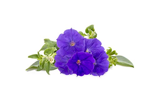 Click and Grow Smart Garden Blue Petunia Plant Pods, 3-Pack