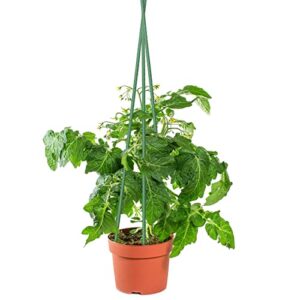 Sunnyglade 48” Plant Stakes Garden Tomato Sticks Plant Stakes & Supports for Potted Plants