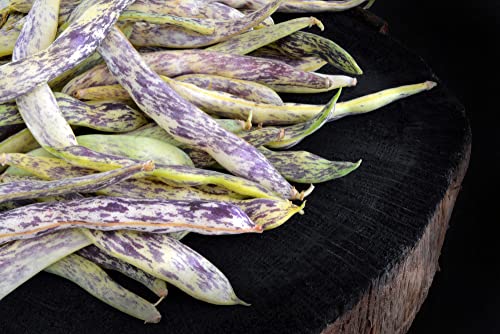 Dragon's Tongue Bush Bean Seeds for Planting, (Dragon Langerie), 25+ Heirloom Seeds Per Packet, (Isla's Garden Seeds), Non GMO Seeds, Scientific Name: Phaseolus vulgaris, Great Home Garden Gift