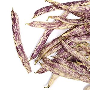 Dragon's Tongue Bush Bean Seeds for Planting, (Dragon Langerie), 25+ Heirloom Seeds Per Packet, (Isla's Garden Seeds), Non GMO Seeds, Scientific Name: Phaseolus vulgaris, Great Home Garden Gift