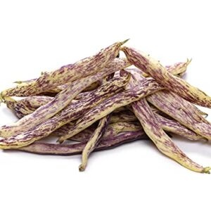 Dragon's Tongue Bush Bean Seeds for Planting, (Dragon Langerie), 25+ Heirloom Seeds Per Packet, (Isla's Garden Seeds), Non GMO Seeds, Scientific Name: Phaseolus vulgaris, Great Home Garden Gift