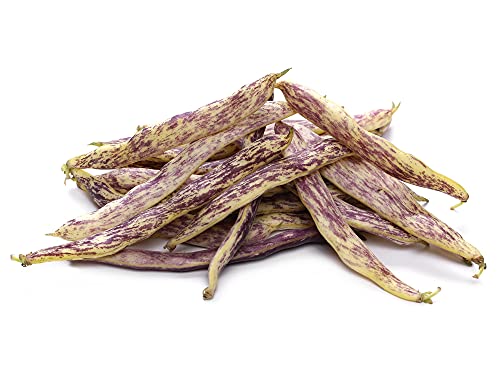 Dragon's Tongue Bush Bean Seeds for Planting, (Dragon Langerie), 25+ Heirloom Seeds Per Packet, (Isla's Garden Seeds), Non GMO Seeds, Scientific Name: Phaseolus vulgaris, Great Home Garden Gift