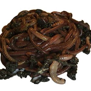 250+ Red Wiggler Earthworms, Organic and Sustainably Raised