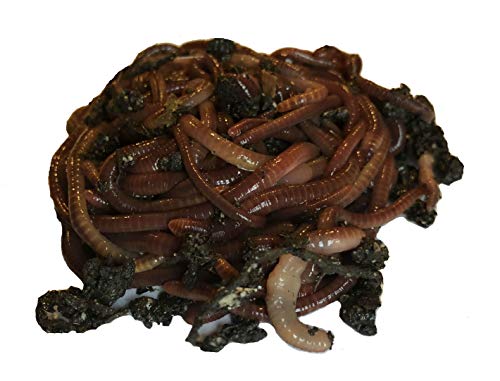 250+ Red Wiggler Earthworms, Organic and Sustainably Raised