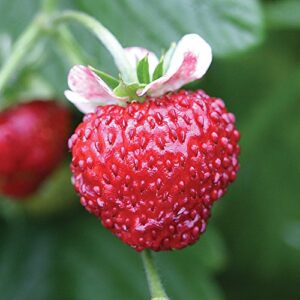 burpee mignonette strawberry seeds 125 seeds