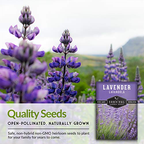 Lavender Seed for Planting - 1 Packet with Instructions to Plant and Grow Edible & Medicinal Lavandula Herbs in Your Home Vegetable Garden - Non-GMO Heirloom Variety - Survival Garden Seeds