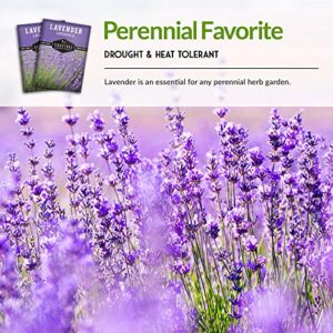 Lavender Seed for Planting - 1 Packet with Instructions to Plant and Grow Edible & Medicinal Lavandula Herbs in Your Home Vegetable Garden - Non-GMO Heirloom Variety - Survival Garden Seeds