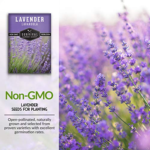 Lavender Seed for Planting - 1 Packet with Instructions to Plant and Grow Edible & Medicinal Lavandula Herbs in Your Home Vegetable Garden - Non-GMO Heirloom Variety - Survival Garden Seeds