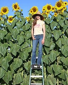 skyscraper sunflower seeds for planting 40 seeds garden seeds huge 15-20 feet tall with giant sunflowers