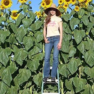 Skyscraper Sunflower Seeds for Planting 40 Seeds Garden Seeds Huge 15-20 feet Tall with Giant Sunflowers