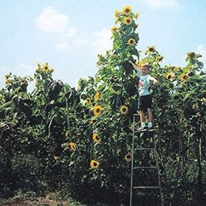 Skyscraper Sunflower Seeds for Planting 40 Seeds Garden Seeds Huge 15-20 feet Tall with Giant Sunflowers