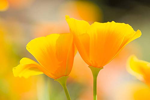 Golden Yellow California Poppy Flower Seeds for Planting, 2000+ Seeds Per Packet, (Isla's Garden Seeds), Non GMO & Heirloom, Scientific Name: Eschscholzia californica, Great Home Flower Garden Gift