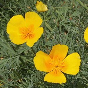 Golden Yellow California Poppy Flower Seeds for Planting, 2000+ Seeds Per Packet, (Isla's Garden Seeds), Non GMO & Heirloom, Scientific Name: Eschscholzia californica, Great Home Flower Garden Gift