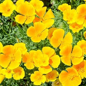 Golden Yellow California Poppy Flower Seeds for Planting, 2000+ Seeds Per Packet, (Isla's Garden Seeds), Non GMO & Heirloom, Scientific Name: Eschscholzia californica, Great Home Flower Garden Gift