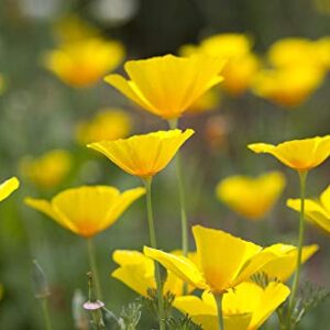 Golden Yellow California Poppy Flower Seeds for Planting, 2000+ Seeds Per Packet, (Isla's Garden Seeds), Non GMO & Heirloom, Scientific Name: Eschscholzia californica, Great Home Flower Garden Gift