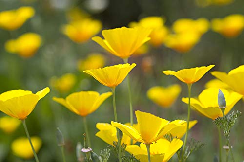 Golden Yellow California Poppy Flower Seeds for Planting, 2000+ Seeds Per Packet, (Isla's Garden Seeds), Non GMO & Heirloom, Scientific Name: Eschscholzia californica, Great Home Flower Garden Gift