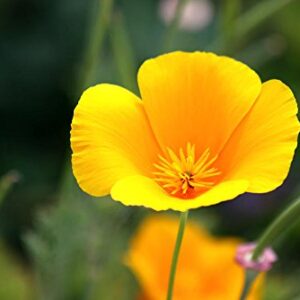 Golden Yellow California Poppy Flower Seeds for Planting, 2000+ Seeds Per Packet, (Isla's Garden Seeds), Non GMO & Heirloom, Scientific Name: Eschscholzia californica, Great Home Flower Garden Gift