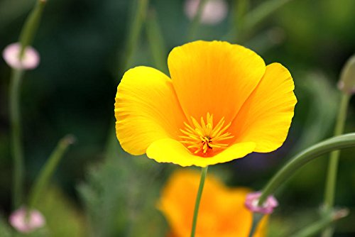 Golden Yellow California Poppy Flower Seeds for Planting, 2000+ Seeds Per Packet, (Isla's Garden Seeds), Non GMO & Heirloom, Scientific Name: Eschscholzia californica, Great Home Flower Garden Gift