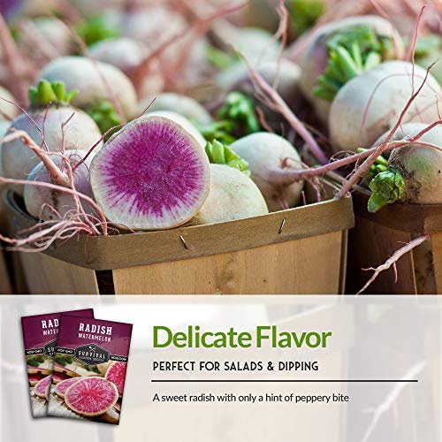 Survival Garden Seeds - Watermelon Radish Seed for Planting - Packet with Instructions to Plant and Grow Unique Asian Vegetables in Your Home Vegetable Garden - Non-GMO Heirloom Variety