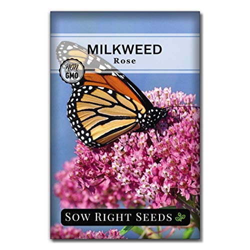 Sow Right Seeds - Rose Milkweed Seeds - Attract Monarch Butterflies to Your Garden - Non-GMO Heirloom Seeds - Full Instructions for Planting - Wonderful Gardening Gift