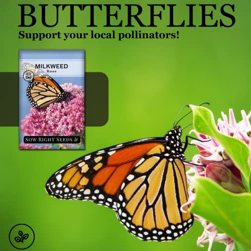 Sow Right Seeds - Rose Milkweed Seeds - Attract Monarch Butterflies to Your Garden - Non-GMO Heirloom Seeds - Full Instructions for Planting - Wonderful Gardening Gift