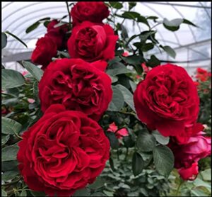 ohxsm rare plant seed 100 pcs red climbing rose seeds garden flower plant seeds