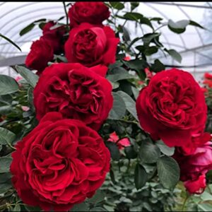 OHXSM Rare Plant Seed 100 Pcs Red Climbing Rose Seeds Garden Flower Plant Seeds