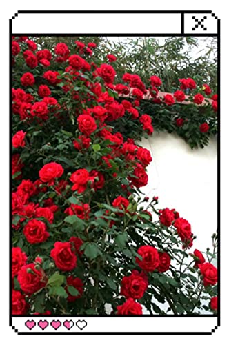 OHXSM Rare Plant Seed 100 Pcs Red Climbing Rose Seeds Garden Flower Plant Seeds