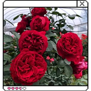 OHXSM Rare Plant Seed 100 Pcs Red Climbing Rose Seeds Garden Flower Plant Seeds