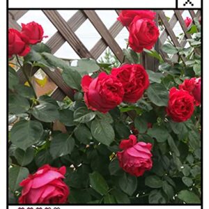 OHXSM Rare Plant Seed 100 Pcs Red Climbing Rose Seeds Garden Flower Plant Seeds