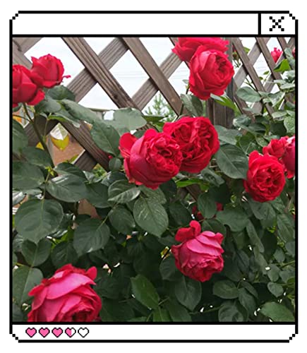 OHXSM Rare Plant Seed 100 Pcs Red Climbing Rose Seeds Garden Flower Plant Seeds