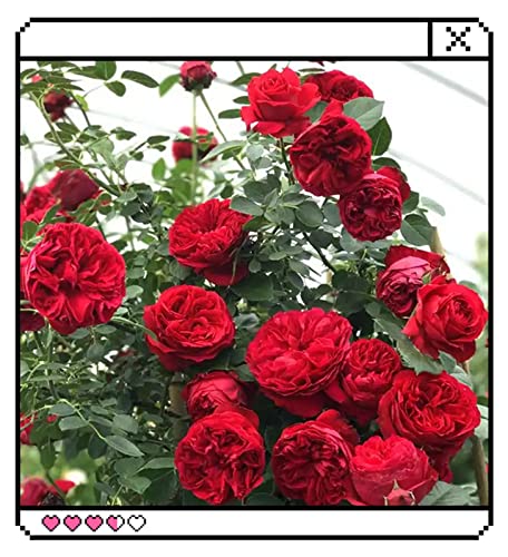 OHXSM Rare Plant Seed 100 Pcs Red Climbing Rose Seeds Garden Flower Plant Seeds