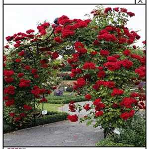 OHXSM Rare Plant Seed 100 Pcs Red Climbing Rose Seeds Garden Flower Plant Seeds