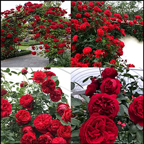 OHXSM Rare Plant Seed 100 Pcs Red Climbing Rose Seeds Garden Flower Plant Seeds