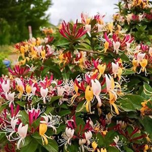 200 pcs seeds honeysuckle seeds goldflame honeysuckle vine,for growing seeds in the garden or home vegetable garden