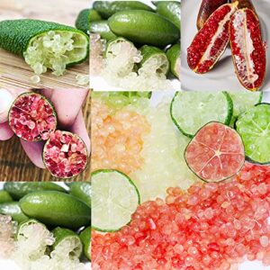 qauzuy garden 20 seeds new mixed finger lime seeds green red pink non-gmo caviar lime fruit seeds- delicious nutritious fruit – easy to grow & harvest