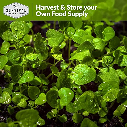 Survival Garden Seeds - Watercress Seed for Planting - Packet with Instructions to Plant and Grow Nasturtium officinale in Your Home Vegetable Garden - Delicious Superfood Non-GMO Heirloom Variety