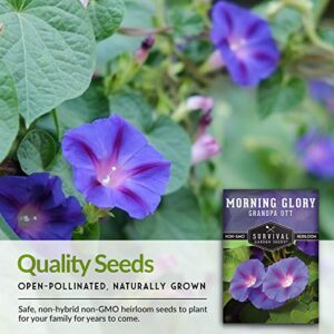 Survival Garden Seeds - Grandpa OTT Morning Glory Seed for Planting - Packet with Instructions to Plant and Grow Ipomoea Purpurea in Your Home Vegetable Garden - Non-GMO Heirloom Variety