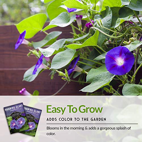 Survival Garden Seeds - Grandpa OTT Morning Glory Seed for Planting - Packet with Instructions to Plant and Grow Ipomoea Purpurea in Your Home Vegetable Garden - Non-GMO Heirloom Variety