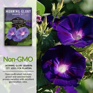 Survival Garden Seeds - Grandpa OTT Morning Glory Seed for Planting - Packet with Instructions to Plant and Grow Ipomoea Purpurea in Your Home Vegetable Garden - Non-GMO Heirloom Variety