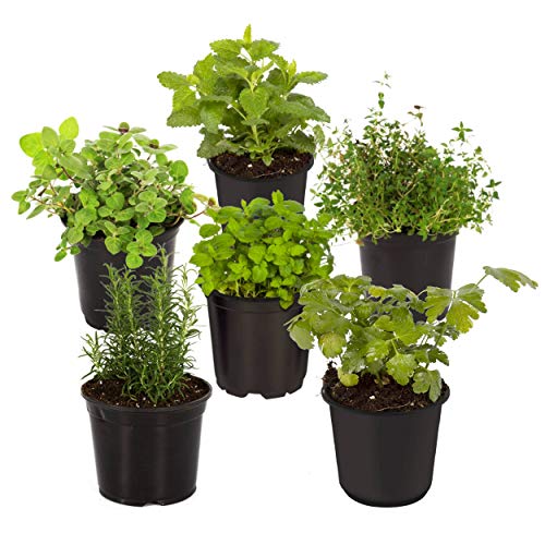 Live Aromatic and Edible Herb Assortment (Rosemary, Sage, Lavender, Lemon Balm, Other Assorted Herbs), 6 Plants Per Pack