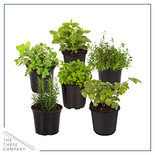 Live Aromatic and Edible Herb Assortment (Rosemary, Sage, Lavender, Lemon Balm, Other Assorted Herbs), 6 Plants Per Pack