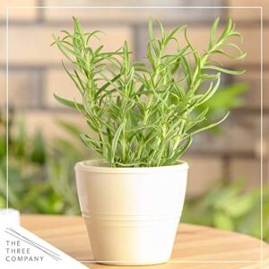 Live Aromatic and Edible Herb Assortment (Rosemary, Sage, Lavender, Lemon Balm, Other Assorted Herbs), 6 Plants Per Pack