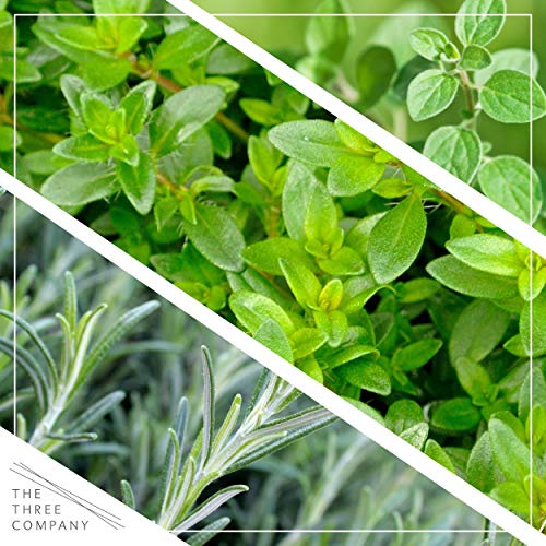 Live Aromatic and Edible Herb Assortment (Rosemary, Sage, Lavender, Lemon Balm, Other Assorted Herbs), 6 Plants Per Pack