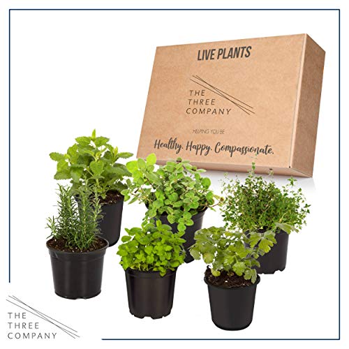 Live Aromatic and Edible Herb Assortment (Rosemary, Sage, Lavender, Lemon Balm, Other Assorted Herbs), 6 Plants Per Pack