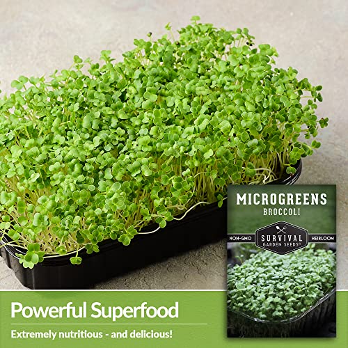 Survival Garden Seeds Broccoli Microgreens for Sprouting and Growing - Seed to Sprout Green Leafy Micro Vegetable Plants Indoors - Grow Your Own Mini Windowsill Garden - Non-GMO Heirloom Variety