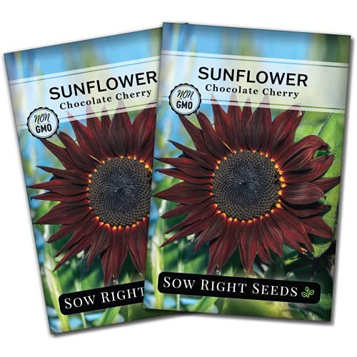 Sow Right Seeds - Chocolate Cherry Sunflower Seeds for Planting - Non-GMO Heirloom Packets with Instructions to Plant a Home Vegetable Garden (2)