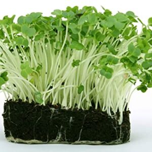 Sow Right Seeds - Cress Seed for Planting - All Non-GMO Heirloom Cress Seeds with Full Instructions for Easy Planting and Growing Your Kitchen Herb Garden, Indoor or Outdoor; Great Gift (4 Packets)