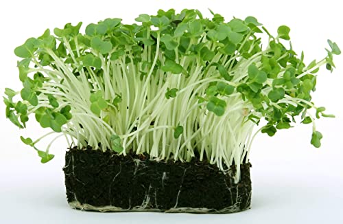 Sow Right Seeds - Cress Seed for Planting - All Non-GMO Heirloom Cress Seeds with Full Instructions for Easy Planting and Growing Your Kitchen Herb Garden, Indoor or Outdoor; Great Gift (4 Packets)