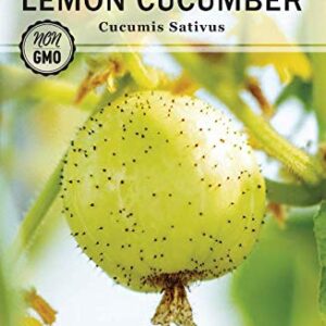 Sow Right Seeds - Cucumber Seed Collection for Planting - Armenian, Pickling, Lemon, Beit Alpha, Marketmore Variety Pack, Non-GMO Heirloom Seeds to Grow a Home Vegetable Garden, Great Gardening Gift